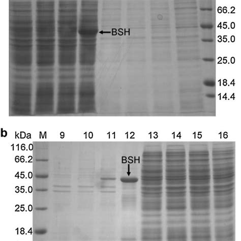 Sds Page Analysis On The Expression Of Bsh In E Coli Bl21 De3 Plyss