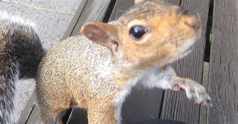 Squirrel Wants Deez Nutz Album On Imgur
