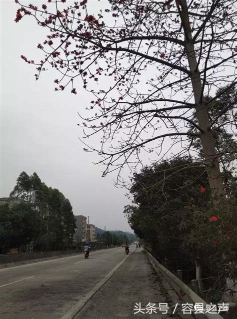 容縣之陽春三月帶你去追花逐色 每日頭條