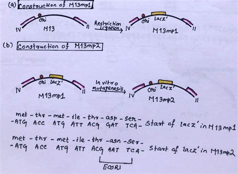 Cloning Vectors Based On Bacteriophages And Cosmids Discover Biotech