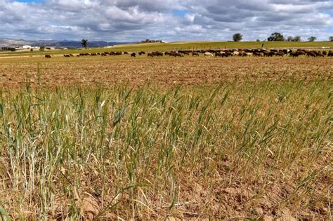 Las Sequías Repentinas Cada Vez Más Frecuentes Y Se Prevé Que Se