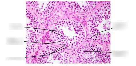 Lab Testes Histology Diagram Quizlet