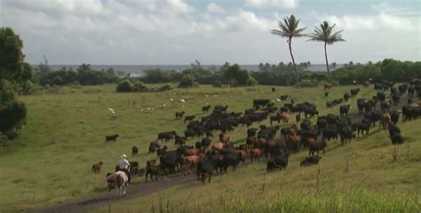 Friday Feature Cattle Ranching In Hawaii Panhandle Agriculture