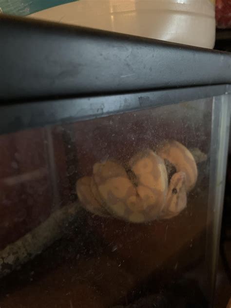 My New Boy Thinks Hes A Green Tree Python 🤣 Rballpython