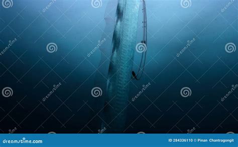 Pez Dorado Colgando Verticalmente Metrajes Vídeo De Dorsal Marina