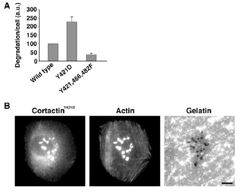 Tyrosine Phosphorylation Of Cortactin Is Required For Ecm Degradation