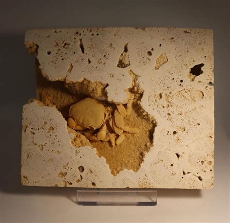 Crab Carapace Fossil In Travertine Stone R Fossilcollecting