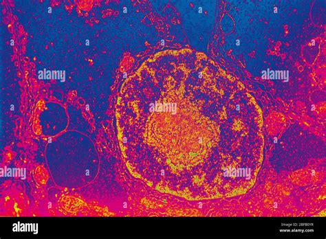 Nucleus Microscope