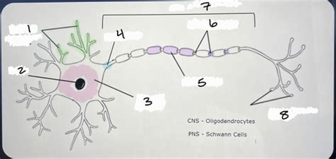 Nervous System Flashcards Quizlet