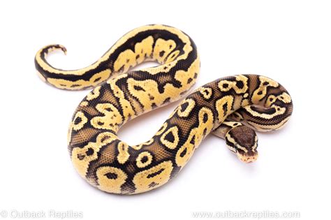 Pastel Fire Vanilla Het Pied Outback Reptiles