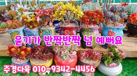 230205📍주경다육 덕양갈매기 신동 블루엘프 연지곤지 옥연 몰라코 레티지아 녹귀란 미니벨금 라즈아가 Youtube