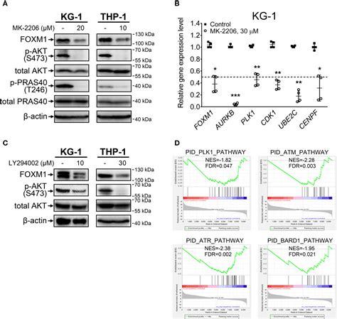 Frontiers FOXM1 AKT Positive Regulation Loop Provides Venetoclax