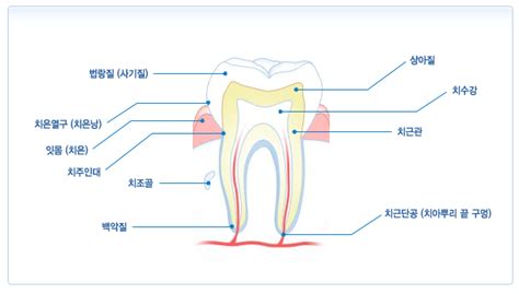 치아와 잇몸의 구조 네이버 블로그
