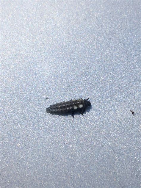 Do Y All Think This Is A Lightning Bug Larvae Location Gillies Park Richmond Virginia R