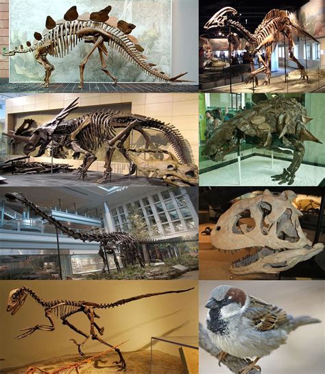 Dinosauria Encyclopedia Of Prehistory Wiki Fandom