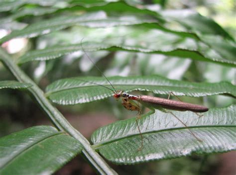 Genus Hapalopezella · Inaturalist