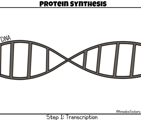 Dna Vs Rna  At Nathan Dillon Blog