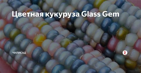 Цветная кукуруза Glass Gem Чилисад Дзен