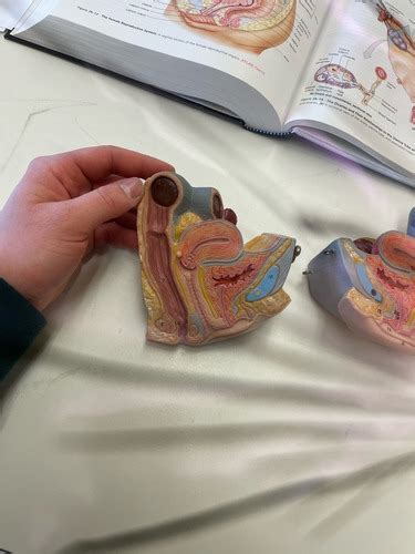 BIOL LAB FINAL REPRODUCTIVE SYSTEM Flashcards Quizlet