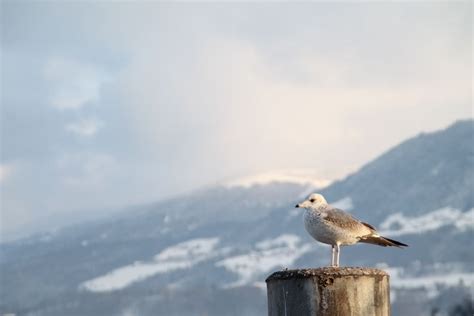 Larus Canus Canus Larus Canus Canus Picture Bird