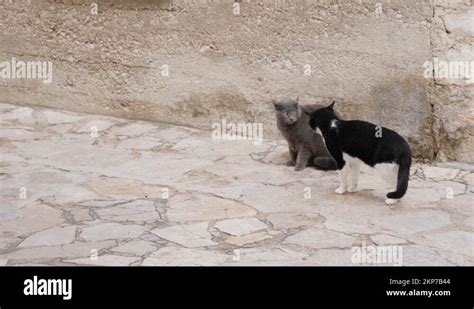 Bully Cat Stock Videos And Footage Hd And 4k Video Clips Alamy