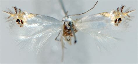Leucoptera Lotella Pathpiva