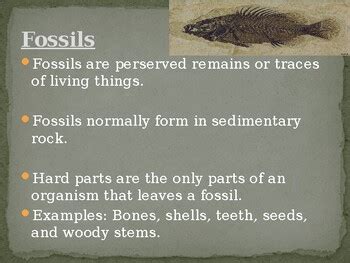 Fossil Notes PowerPoint By EZY Teaching TPT