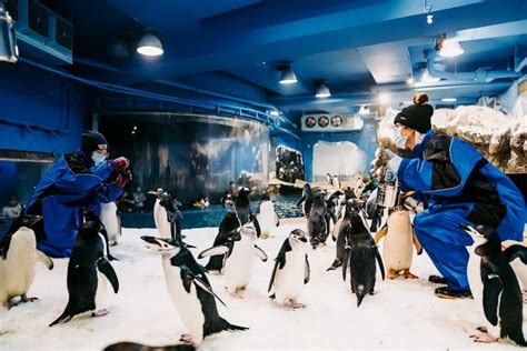 屏東海生館企鵝寶寶換羽、交友萌樣大公開 蕃新聞