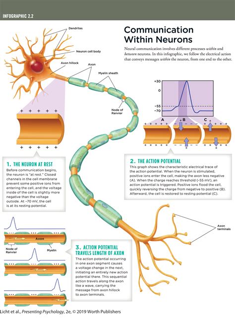 Communication Within Neurons
