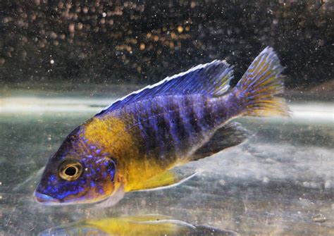 Maulana Bicolor Peacock 5 Wysiwyg Paradise Tropicals Llc