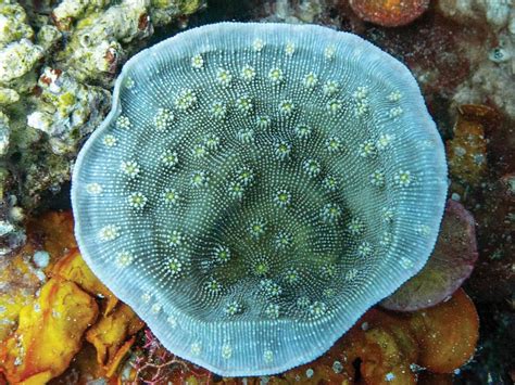 How To Identify Echinopora Lamellosa Coral Scuba Diving