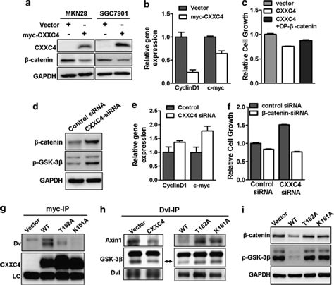Cxxc4 Inhibits Wnt Signaling In Gastric Cancer A The Level Of Download Scientific Diagram