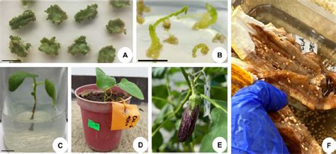 A Shoot Regeneration From Cotyledon Explants After Agrobacterium Co