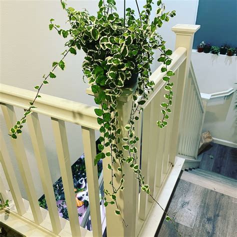 Creeping Jenny Plant Etsy