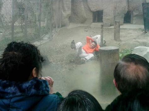 Chinese Man Survives Mauling From Bengal Tigers After Jumping In Cage