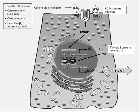 Schematic Diagram Of Brown Adipose Tissue Activation Showing Potential