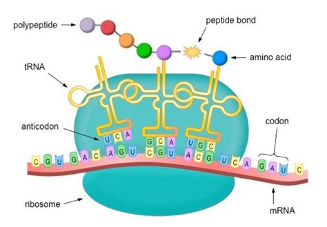 Amino Acids Protein Synthesis