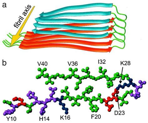 Molecules Free Full Text Oligomer Formation By Amyloid β42 In A