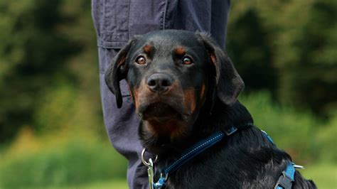 Zu Besuch Im Diensthund Training In Lenzburg Rottweiler Welpe Bei Der