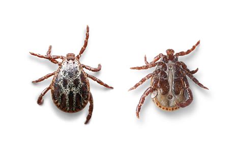 그림자와 흰색 절연 남성 진드기의 상단과 하단 보기 매크로 사진 진드기에 대한 스톡 사진 및 기타 이미지 진드기 흰색 배경