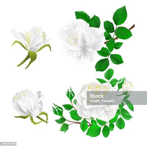 白玫瑰與芽和葉子的老式白色背景設置第一向量插圖可編輯向量圖形及更多剪裁圖圖片 剪裁圖 夏天 大自然 Istock