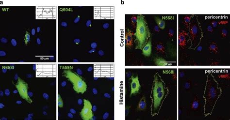 Subcellular Localization Of Wt And Rab46 Nucleotide Binding Mutants