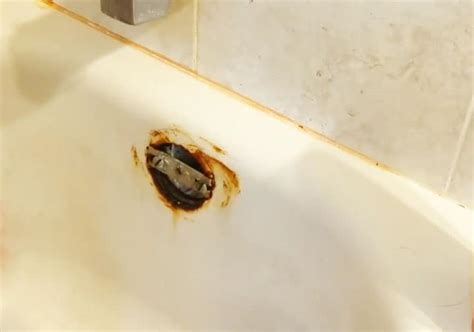 Why Bathtub Overflow Cover Screws Rusted What To Do