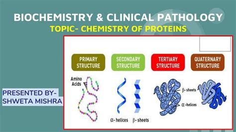 Chemistry Of Proteins Primary Structure Secondary Structure Alpha Helical Structure Beta
