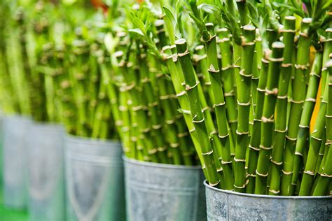 Where to Buy Lucky Bamboo | Dracaena sanderiana for Sale | Bamboo Plants HQ