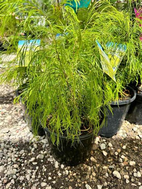 Acacia Cognata ‘green Spire Neth Green