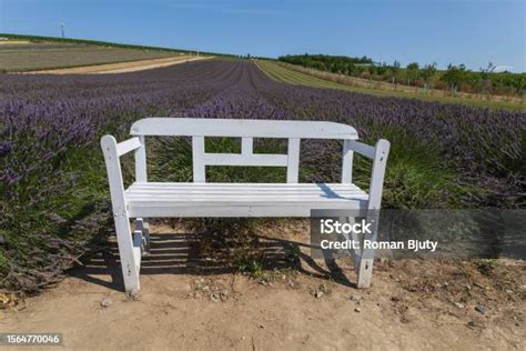 아름다운 꽃이 만발한 라벤더 식물이 있는 여름 들판 Lavandula 꽃은 자주색과 분홍색입니다 0명에 대한 스톡 사진 및 기타