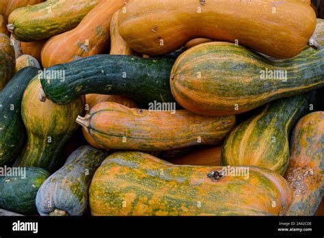 Kürbis Sammlung in verschiedenen Farben Halloween Dekoration