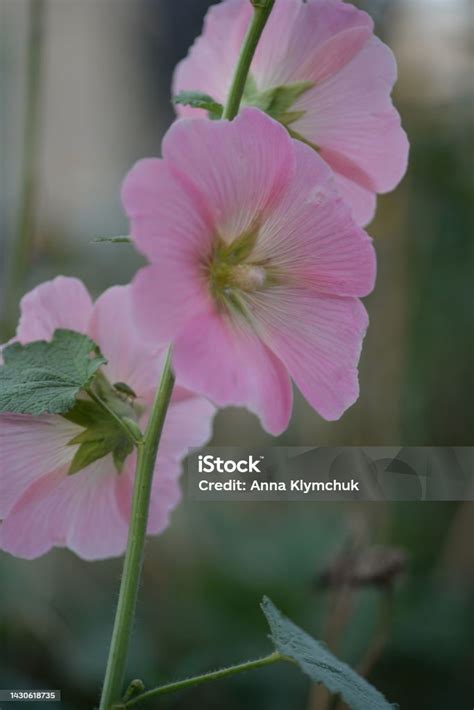 분홍색 꽃 알테아 장미 클로즈업 멜로우 꽃 새싹 꽃 Stamen Pistils 꽃잎 질감 근접 촬영 Alcea Rosea 분홍색