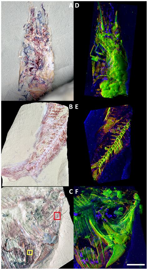 Synchrotron X Ray Fluorescence Mapping Of Major To Trace Elements In